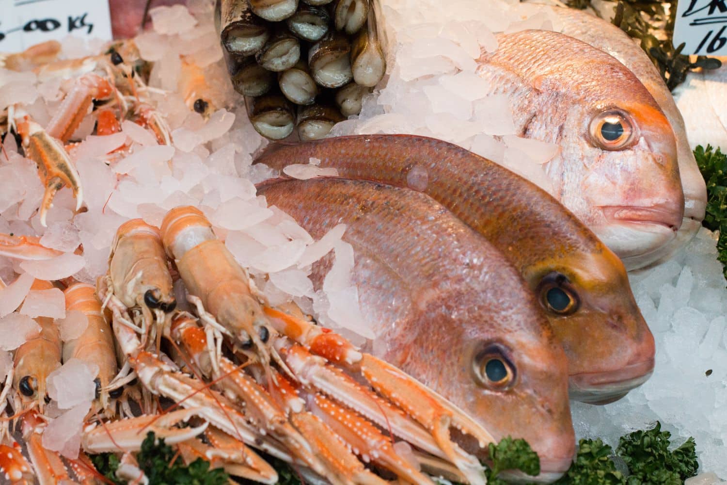 Poisson Saupe : tout savoir sur ce poisson pas cher